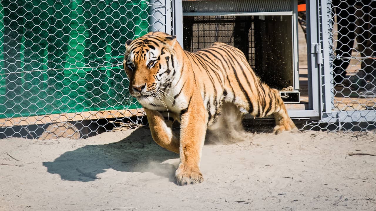 'Nederlandse' tijgers naar Kazachstan voor unieke terugkeer in het wild | Dieren | NU.nl