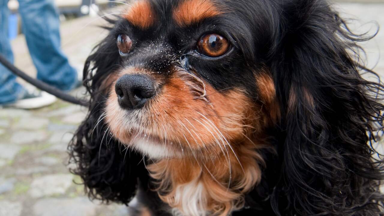 Baasje beboet voor verwaarlozen zeven honden | Binnenland | NU.nl