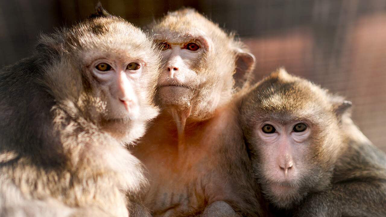 Gratis uit: Rondleiding langs chimpansees, neusberen en maki's | Uit en ...