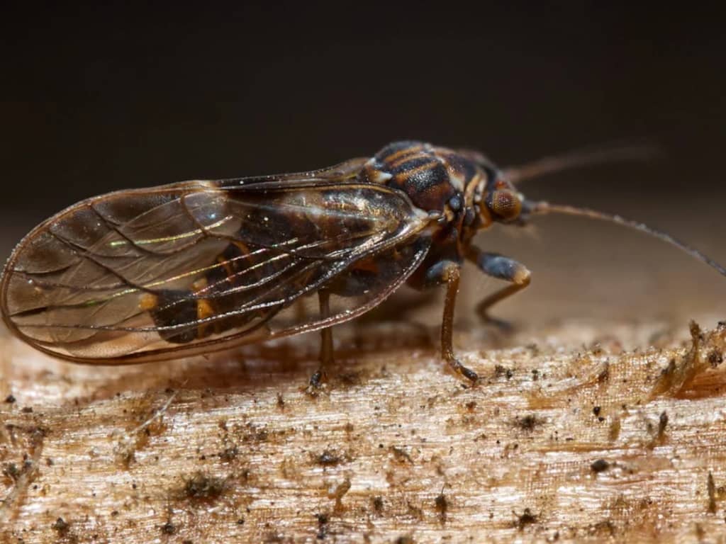 Harkwesp, sneeuwspringer en schaamluis vechten om titel Insect van het ...