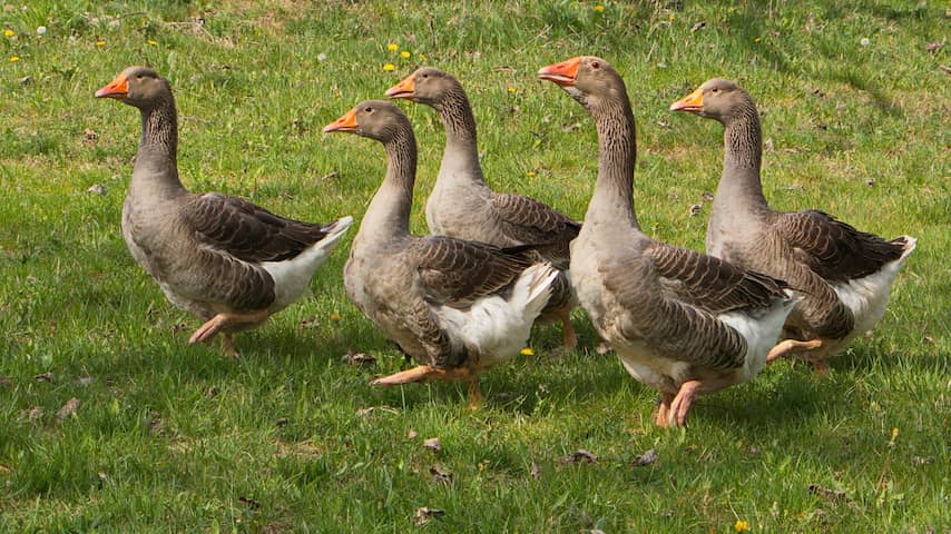 Niet wolven, maar ganzen bezorgen boeren de meeste schade | Binnenland ...