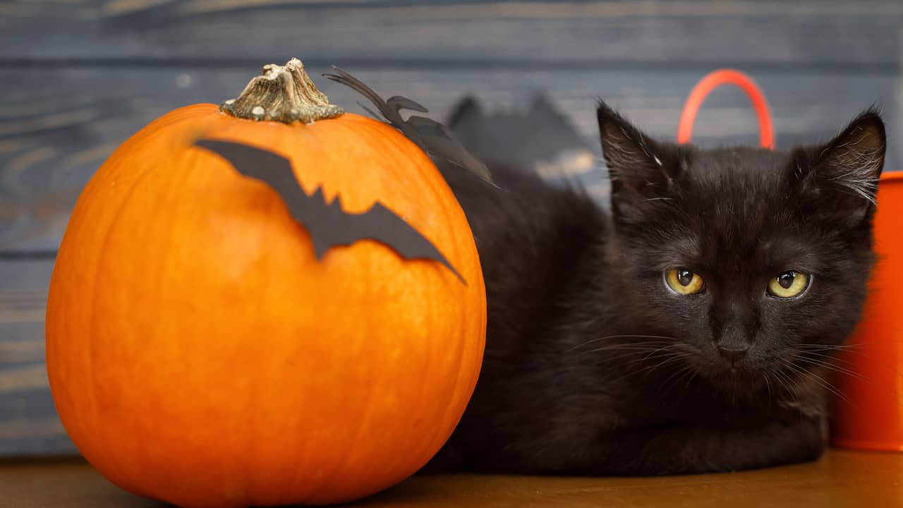 Spaans stadje vreest misbruik zwarte katten rond Halloween en verbiedt ...