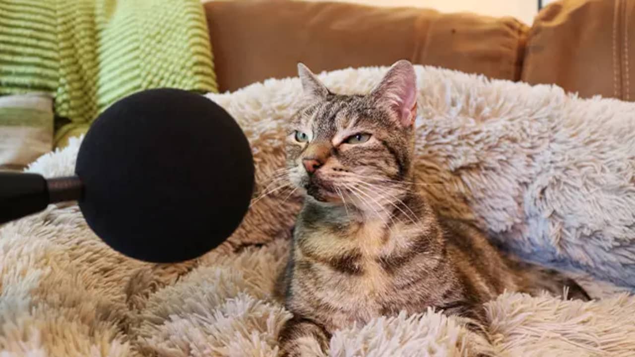 Deze Engelse huiskat spint het luidruchtigst van allemaal | NU.nl