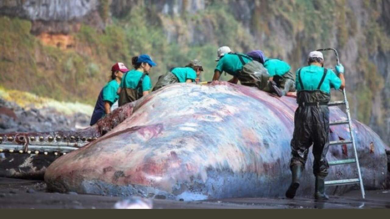 Onderzoekers vinden 'schat' van half miljoen in darmen van aangespoelde ...