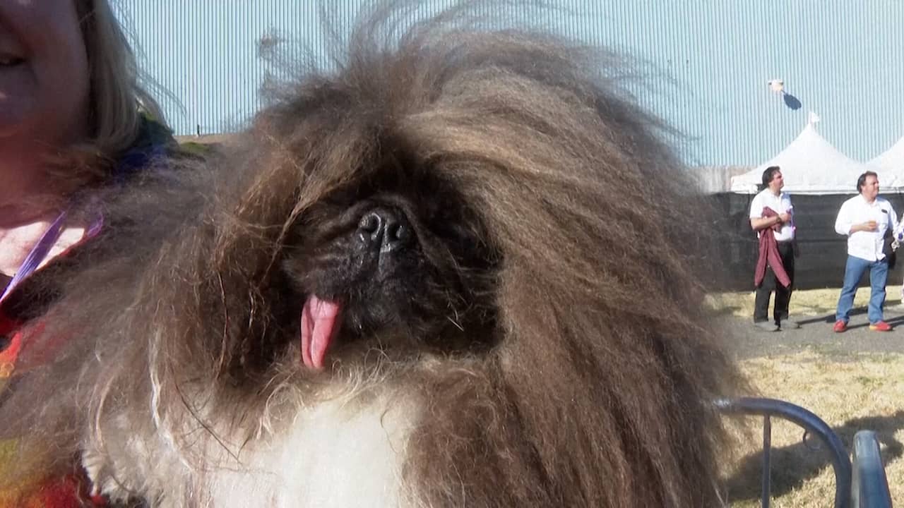 Pekinees Wild Thang uitgeroepen tot lelijkste hond ter wereld | Dieren ...