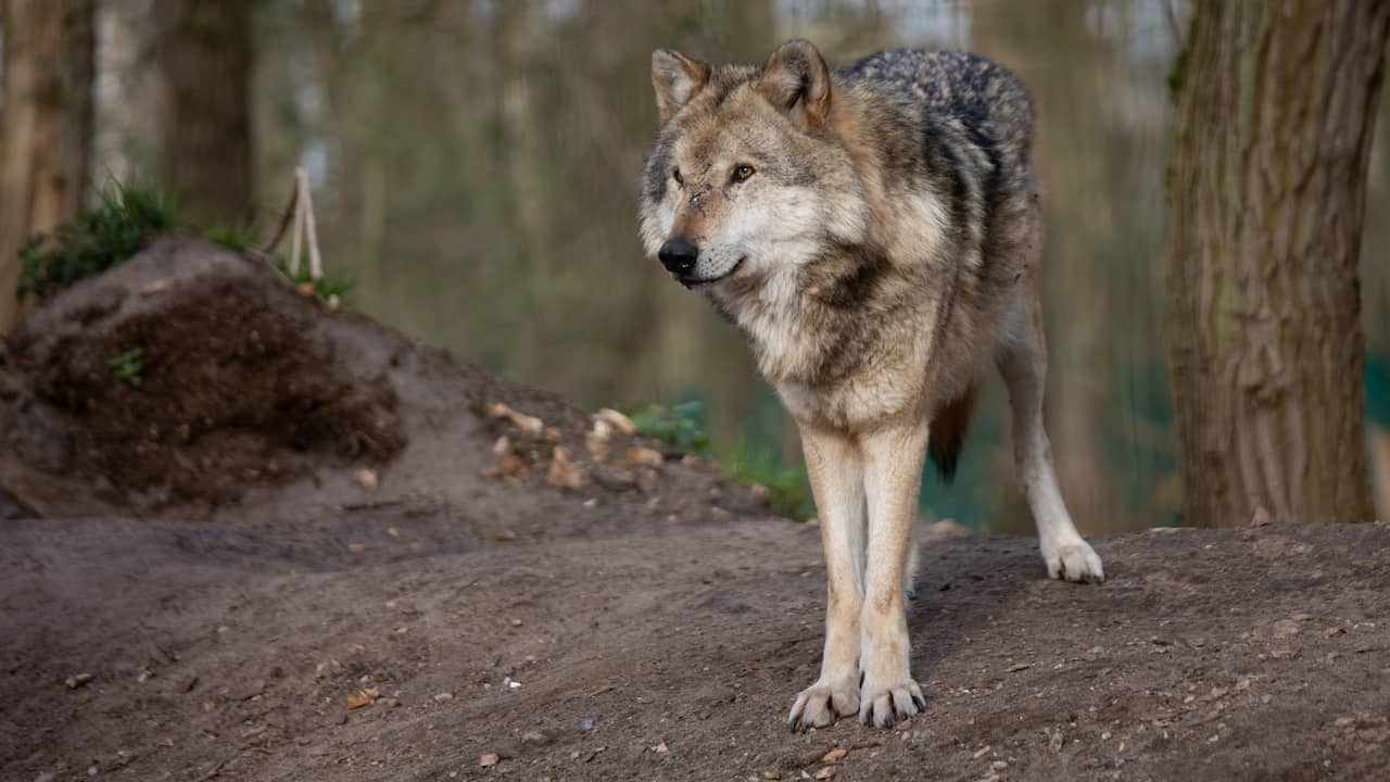Provincie Utrecht verleent vergunning om wolf ongewenst gedrag af te ...