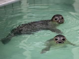 Tegels met flipperkrassen van zeehonden Pieterburen populair op veiling ...