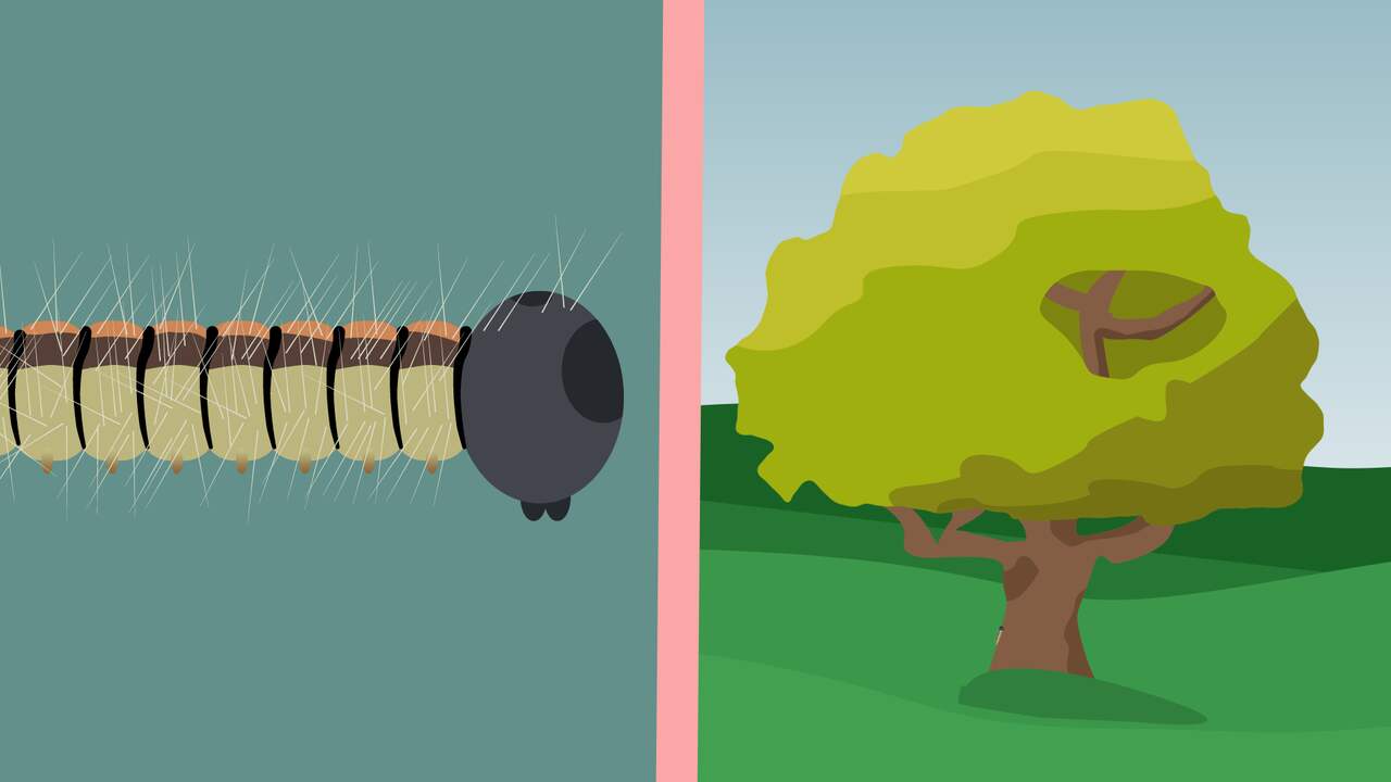 Eikenprocessierups bemoeilijkt bestrijding door ondergronds te verdwijnen | Binnenland | NU.nl
