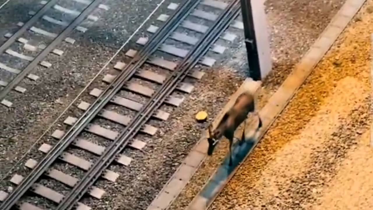 Eland loopt langs spoor en legt treinverkeer plat in Oostenrijk | NU.nl