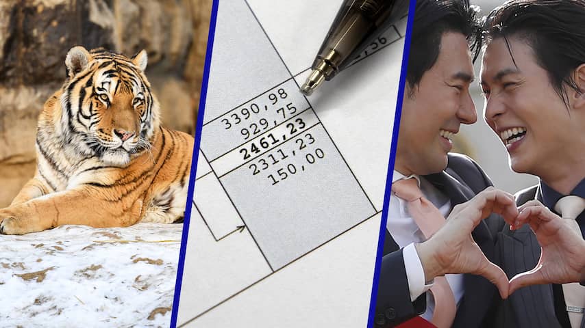 Een positief einde van het jaar: dit was het goede nieuws van 2024 | Goed nieuws | NU.nl