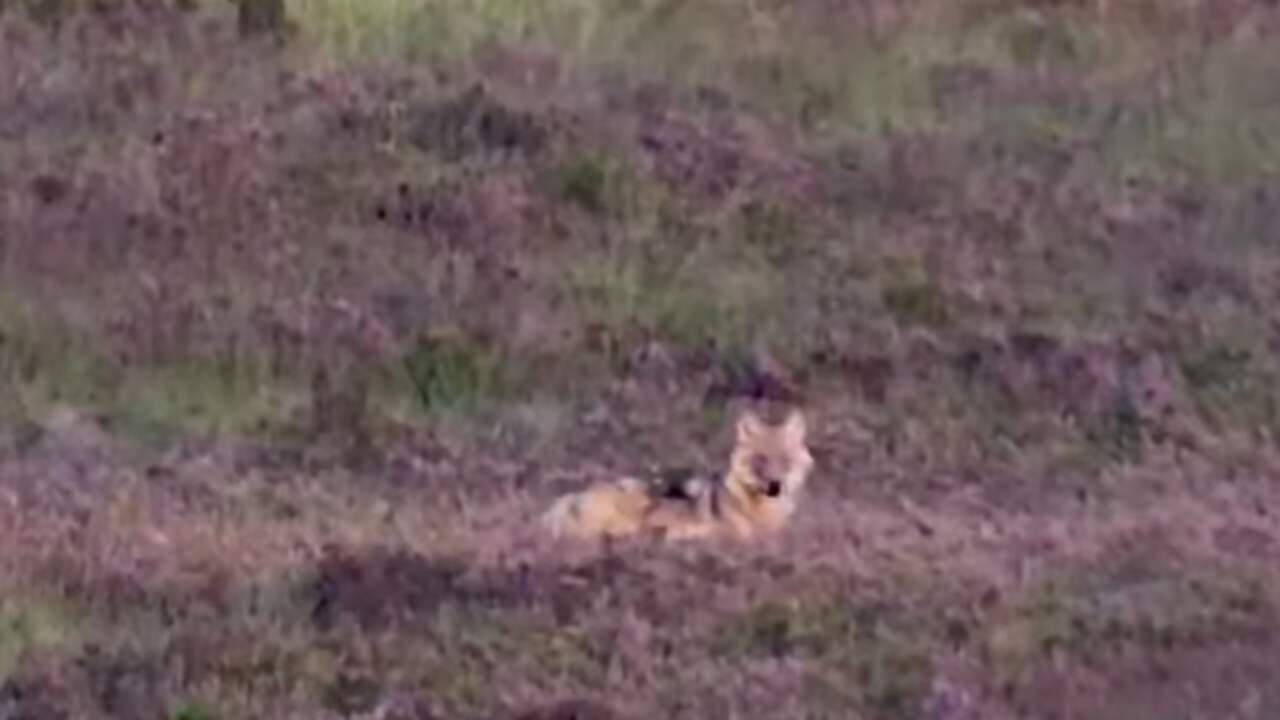 Eerste goede beelden van jonge wolven op de Veluwe | NU.nl