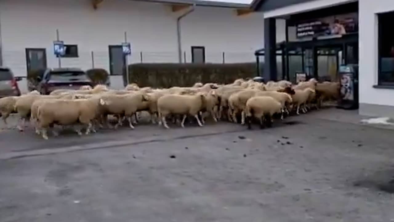 Tientallen schapen bestormen Duitse supermarkt | NU.nl