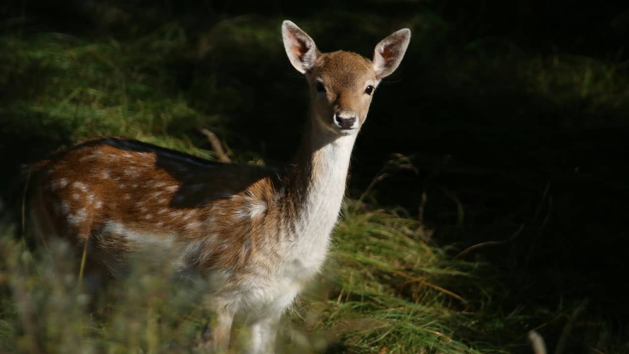 Veluwe roept hulp in bij bekijken beelden om diersoorten in kaart te brengen | Dieren | NU.nl