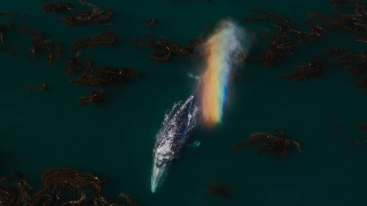 Grijze walvis creëert regenboog in lucht boven Californië | NU.nl