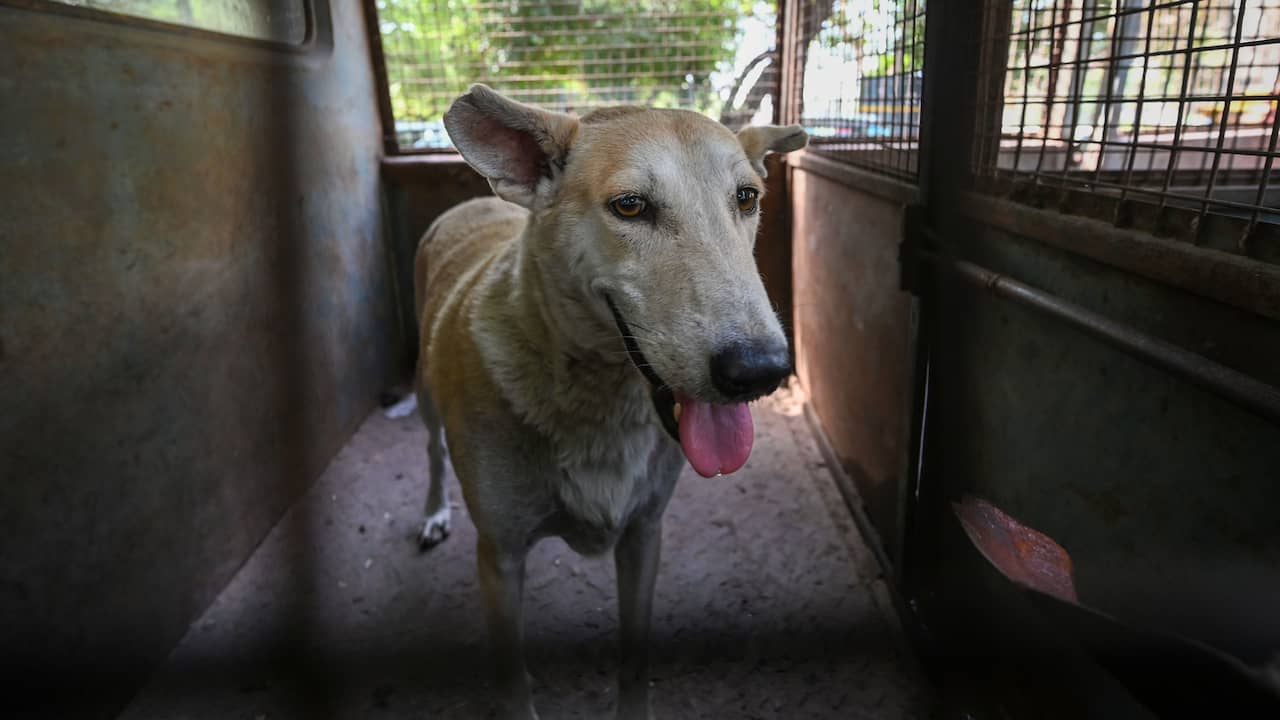 Indiase hoofdstad Delhi moet binnen acht weken miljoen honden van straat halen | Dieren | NU.nl