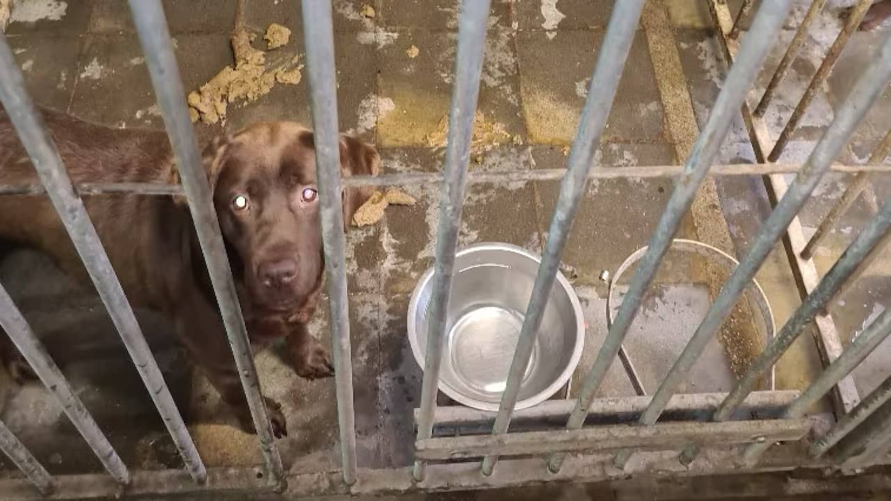 Politie neemt 25 verwaarloosde labradors in beslag bij hondenfokker in Overijssel | Dieren | NU.nl