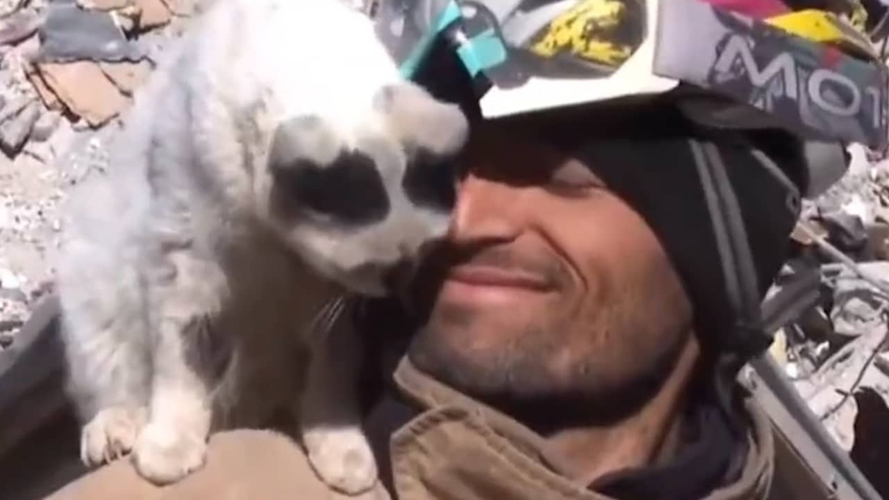 Kat wil bij Turkse brandweerman blijven die hem uit puin redde | NU.nl