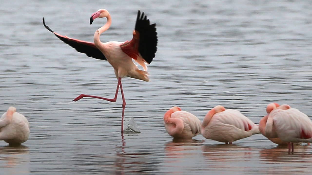 Lichaam dode flamingo blijft op een poot staan door perfecte balans ...