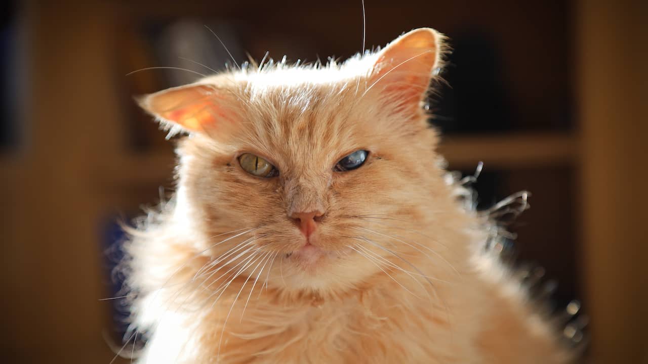 Ruim 3 ton schade doordat kat een kraan openzette in Fries gemeentehuis ...