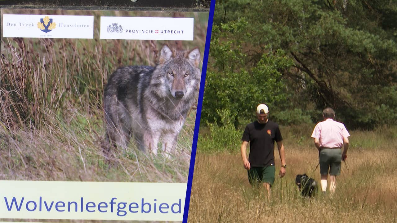 Wolven in Leusden tonen: Nederland weet nog steeds niet hoe met ze om ...
