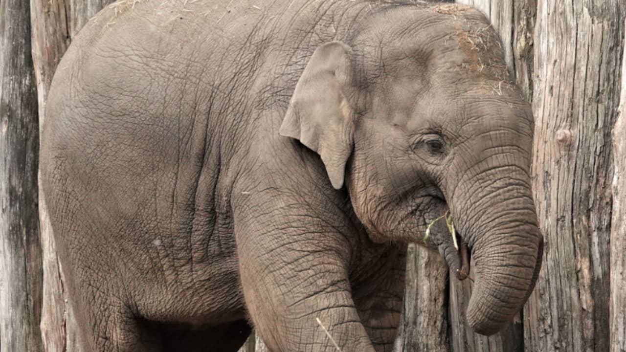 Jonge olifant in DierenPark Amersfoort komt vast te zitten en overlijdt ...