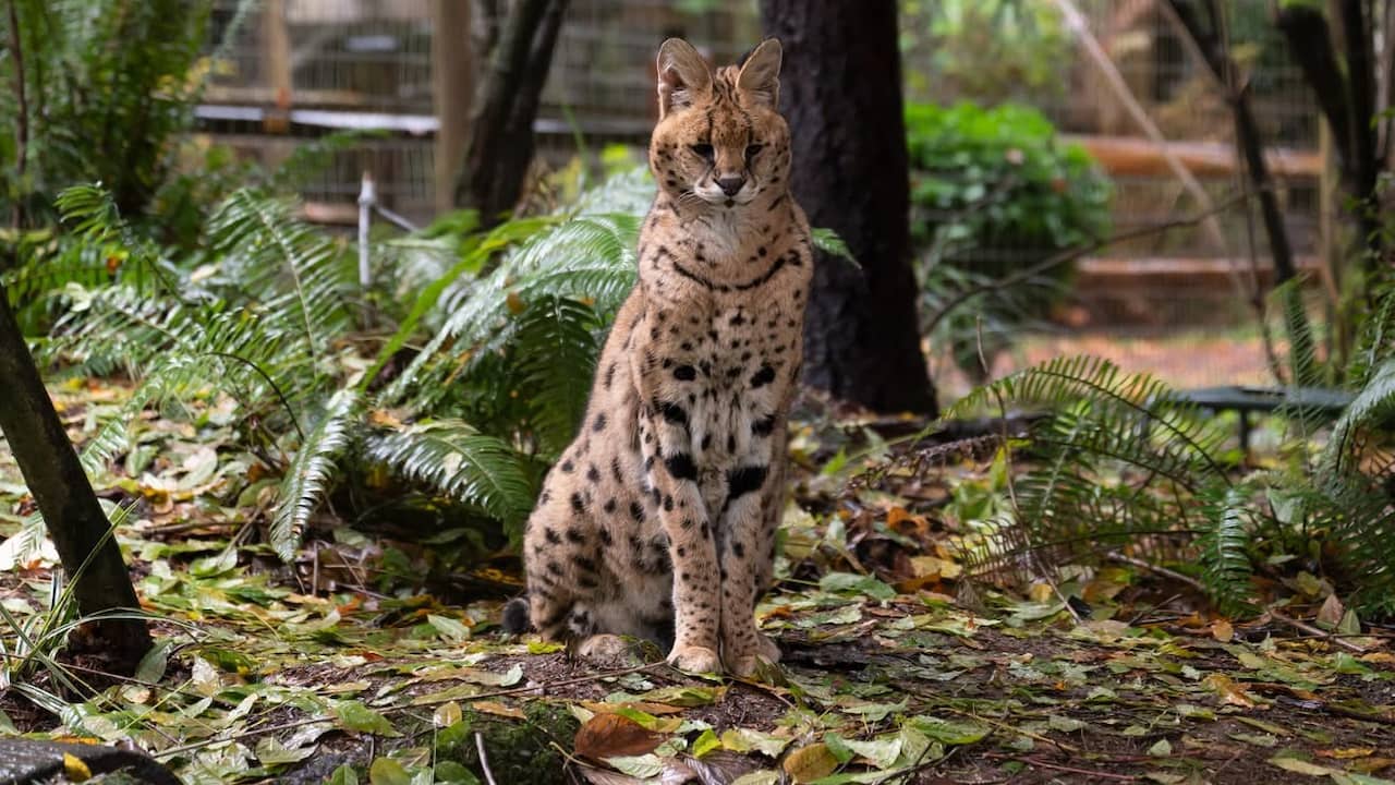 Meerdere tijgers, poema's en andere katachtigen bezweken aan vogelgriep in VS | Dieren | NU.nl