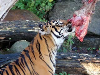 Duitse dierentuin doodt tijgerwelpjes omdat moeder niet voor ze zorgt | Dieren | NU.nl