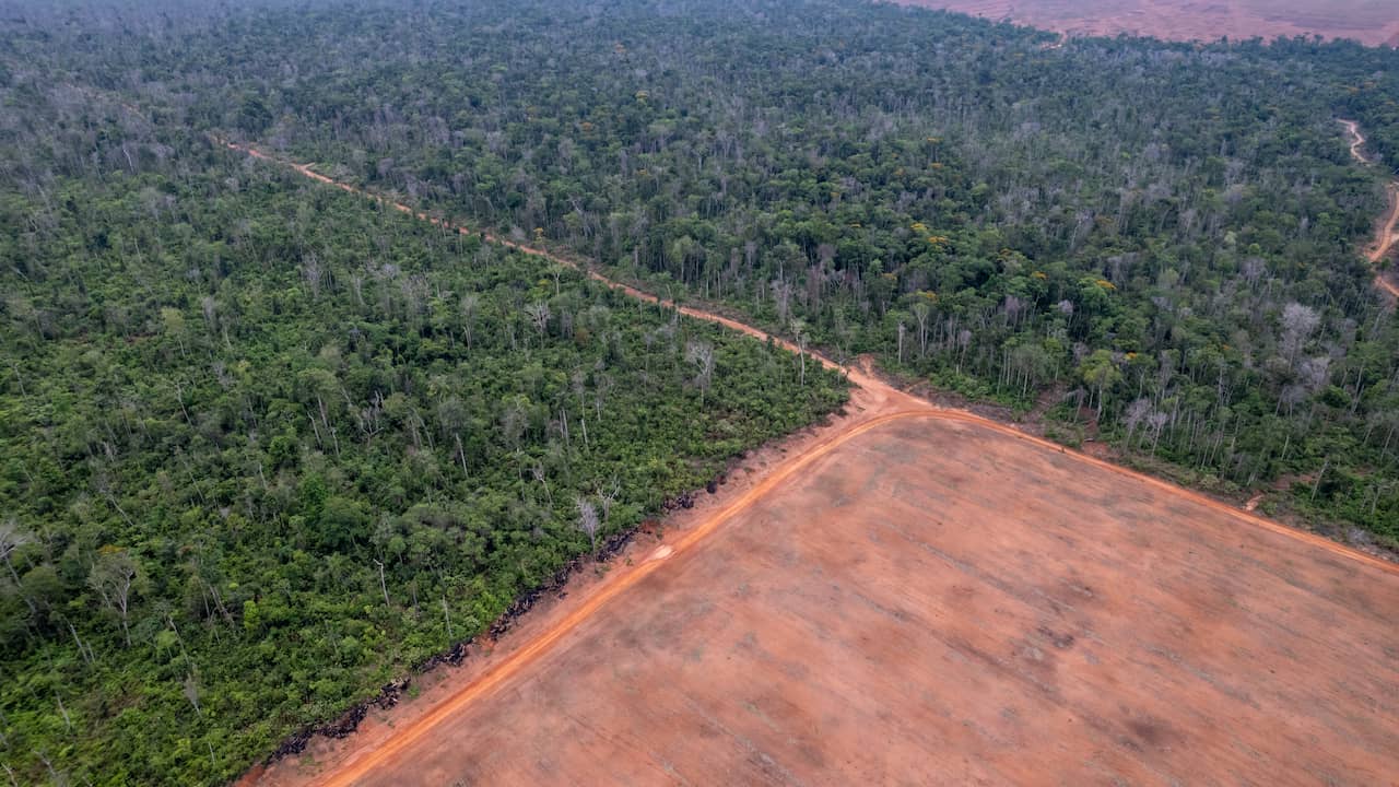 De wereld praat over ontbossing terwijl kaalslag de Amazone teistert ...