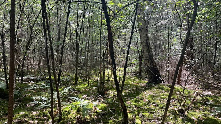 Het bos dat eigen rechten kreeg | Klimaat | NU.nl