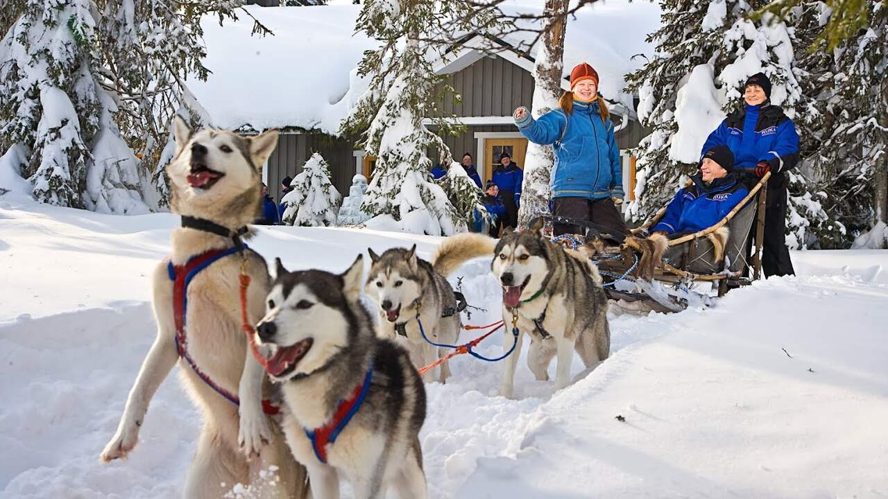 Ga deze winter op huskysafari in Fins Lapland | Buro Scanbrit | NU.nl