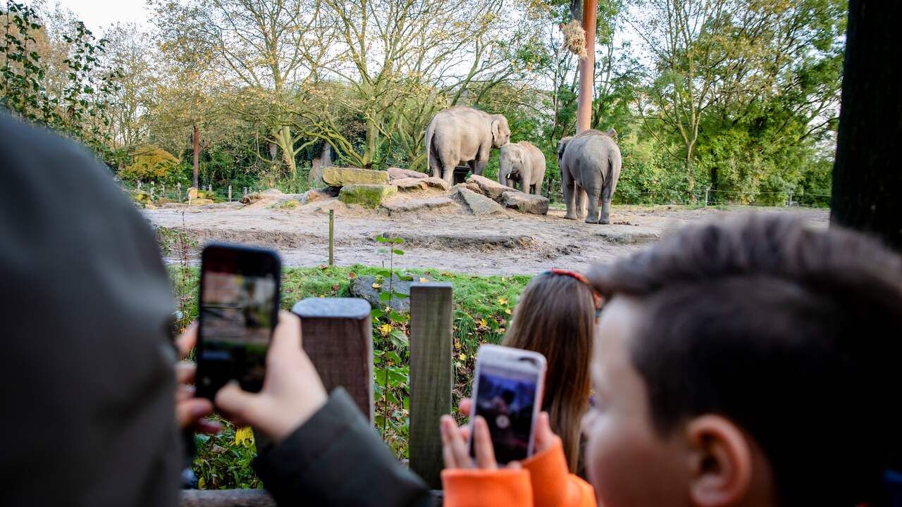 Dieronvriendelijk of leerzaam? Praat mee over dierentuinen | Stelling en Praat Mee | NU.nl