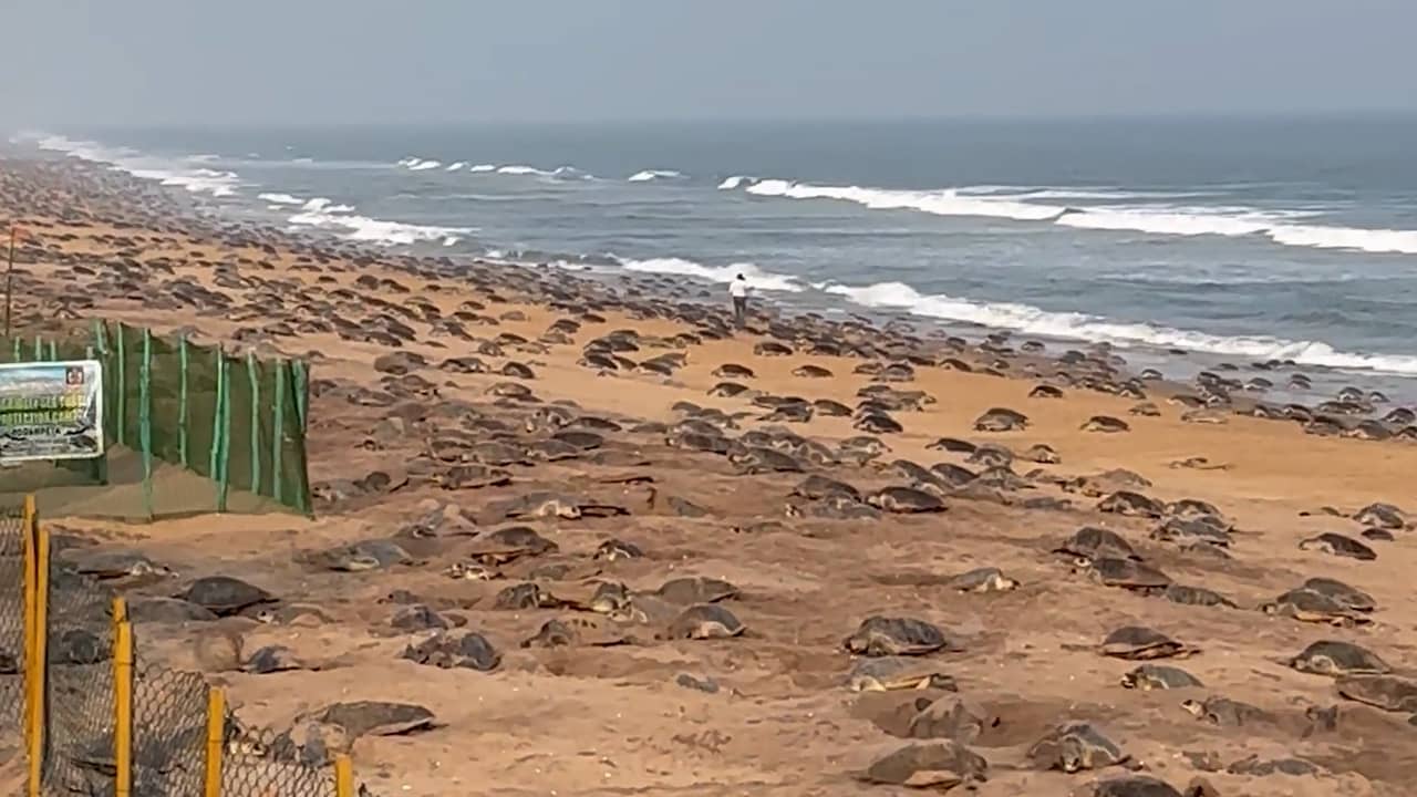 Ruim 600.000 schildpadden leggen tegelijk eitjes op strand in India | NU.nl