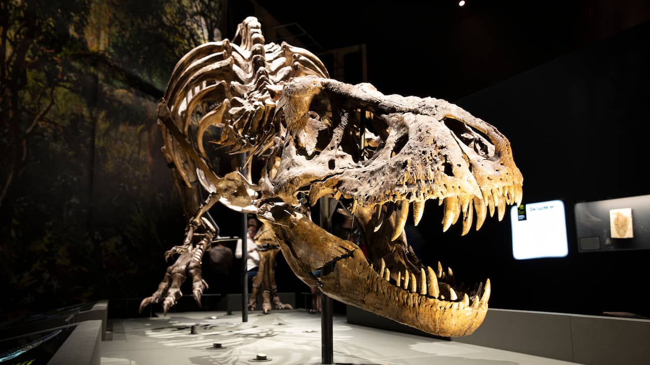 Oog-in-oog met Trix: Naturalis opent dino attractie | Leiden | NU.nl