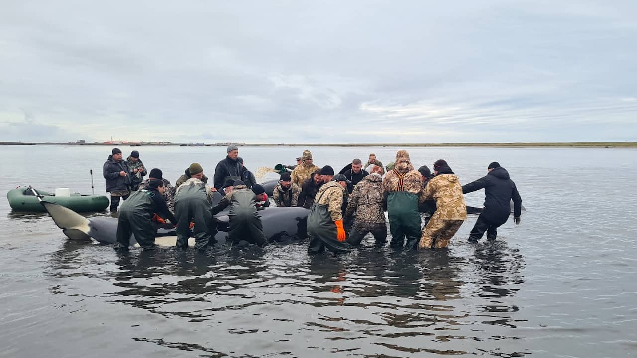 Tot tweemaal toe in Rusland gestrande orka's zijn alsnog naar open zee ...