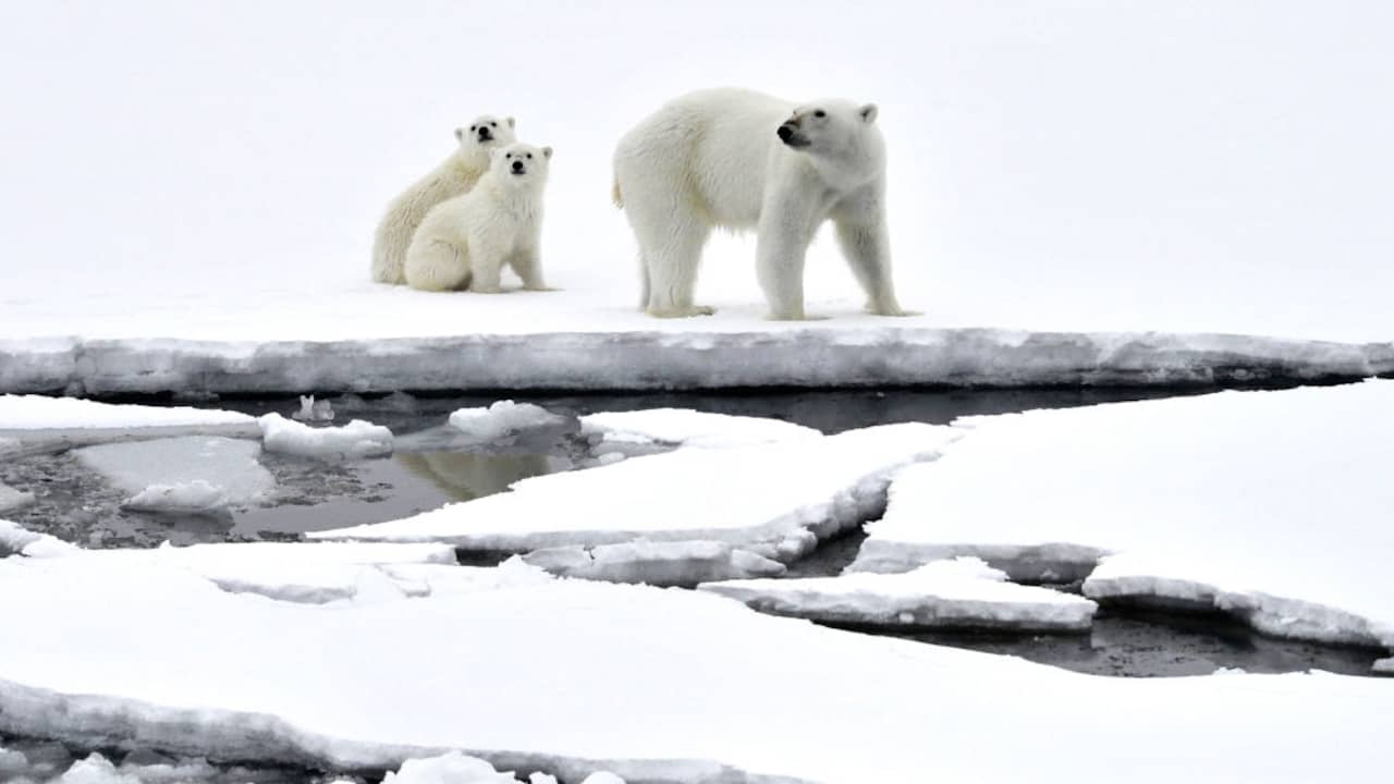 Oudste en dikste Noordpoolijs smelt nu ook | Klimaat | NU.nl