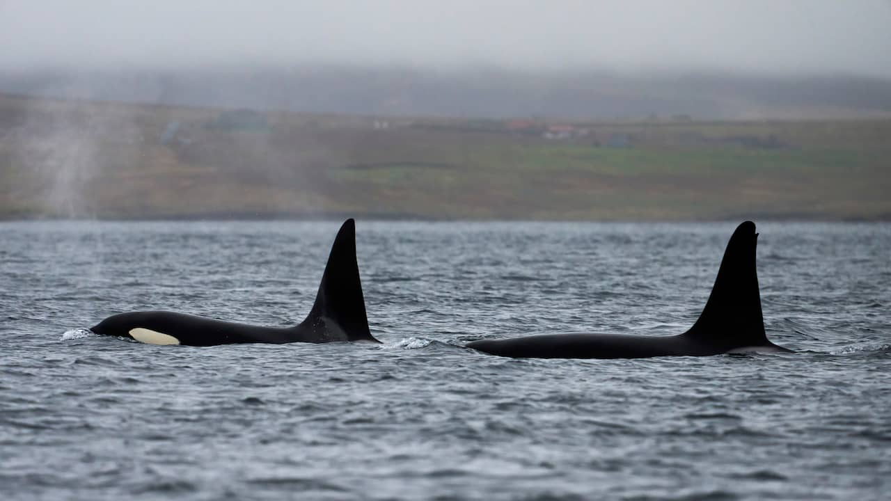 Orka beukt zeilboot van Nederlander in Noorwegen, eerste melding uit ...