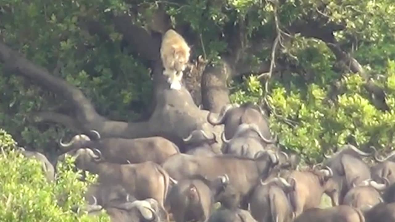 Leeuw in Zuid-Afrika vlucht boom in vanwege grote kudde buffels | NU.nl
