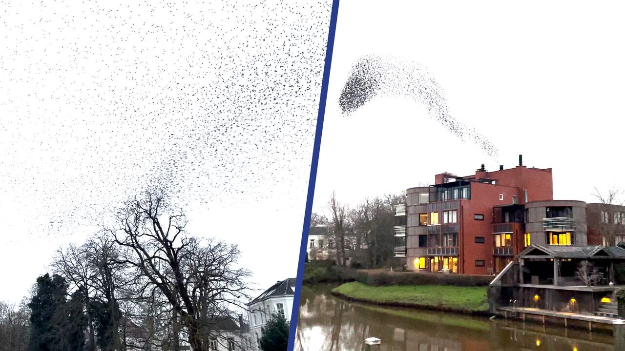 Zwerm spreeuwen danst boven de binnenstad van Zwolle | NU.nl