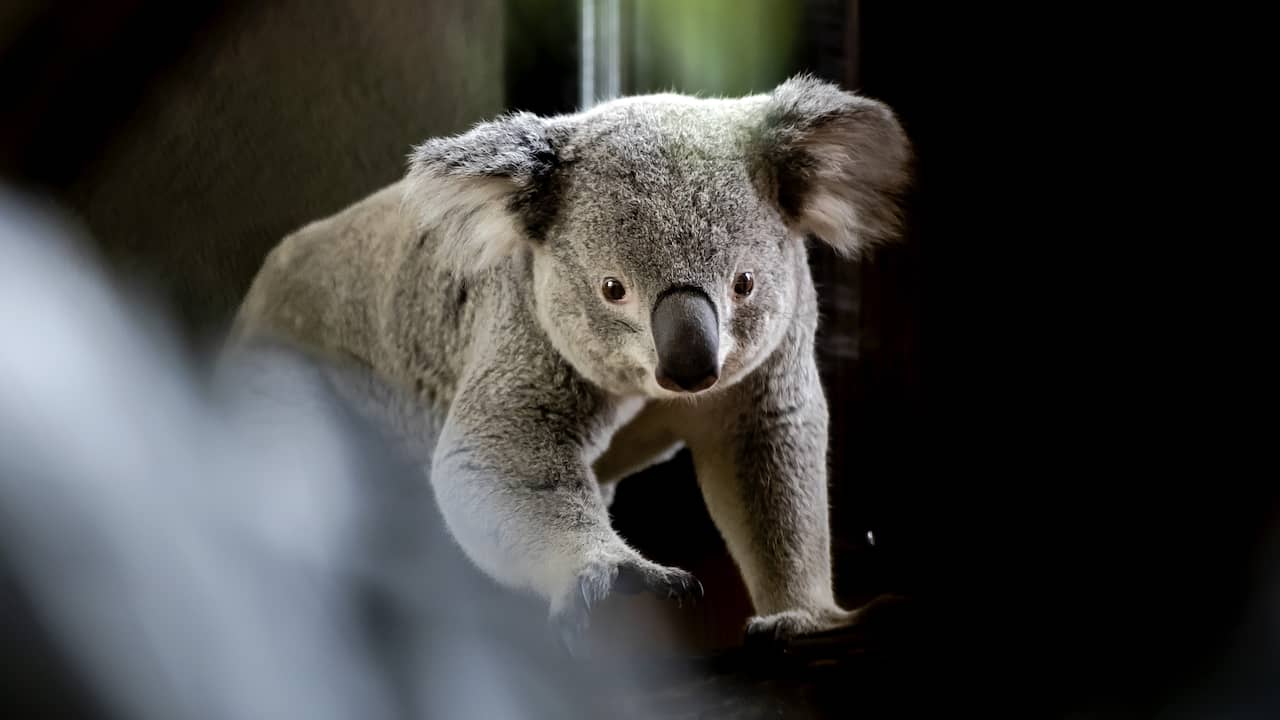 Jaar na komst koala's naar Nederland voor het eerst een baby geboren ...