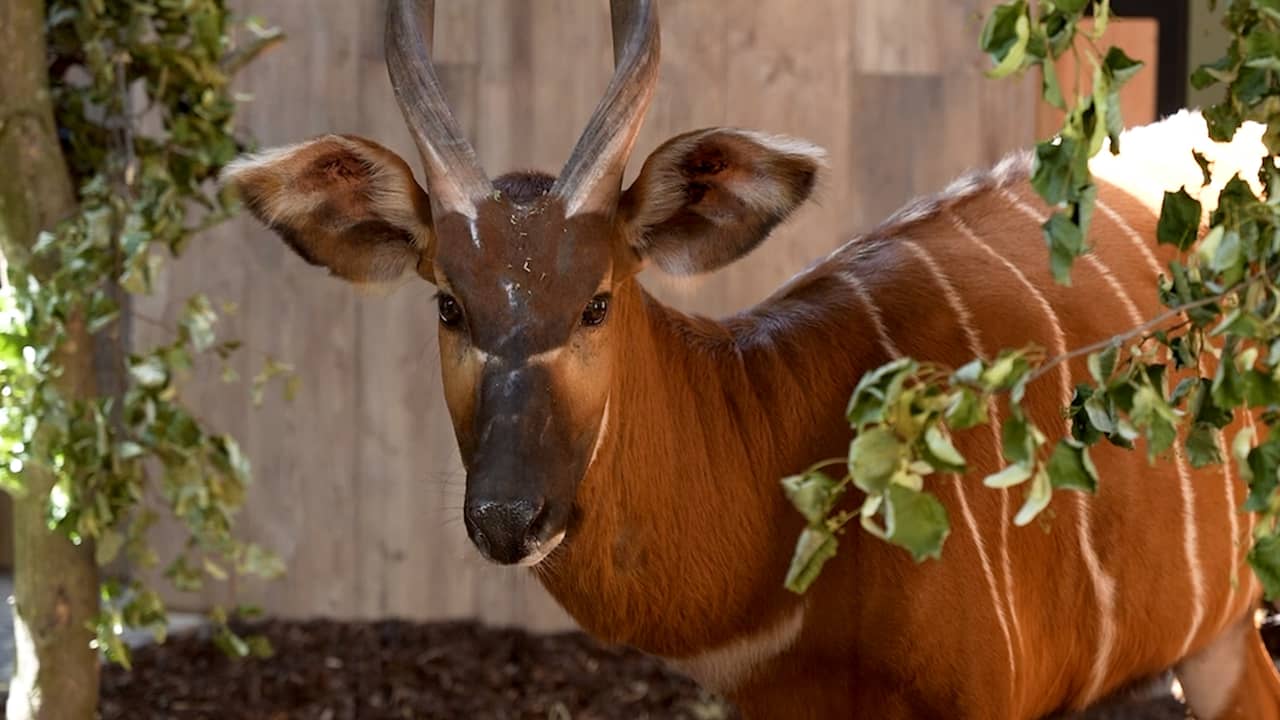 Ernstig bedreigde bergbongo's aangekomen in Limburgse dierentuin | Dieren | NU.nl