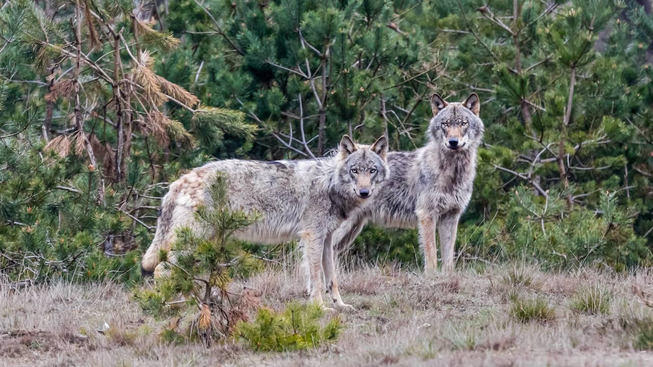 Provincie Utrecht werkt aan vergunning om hele roedel wolven te ...