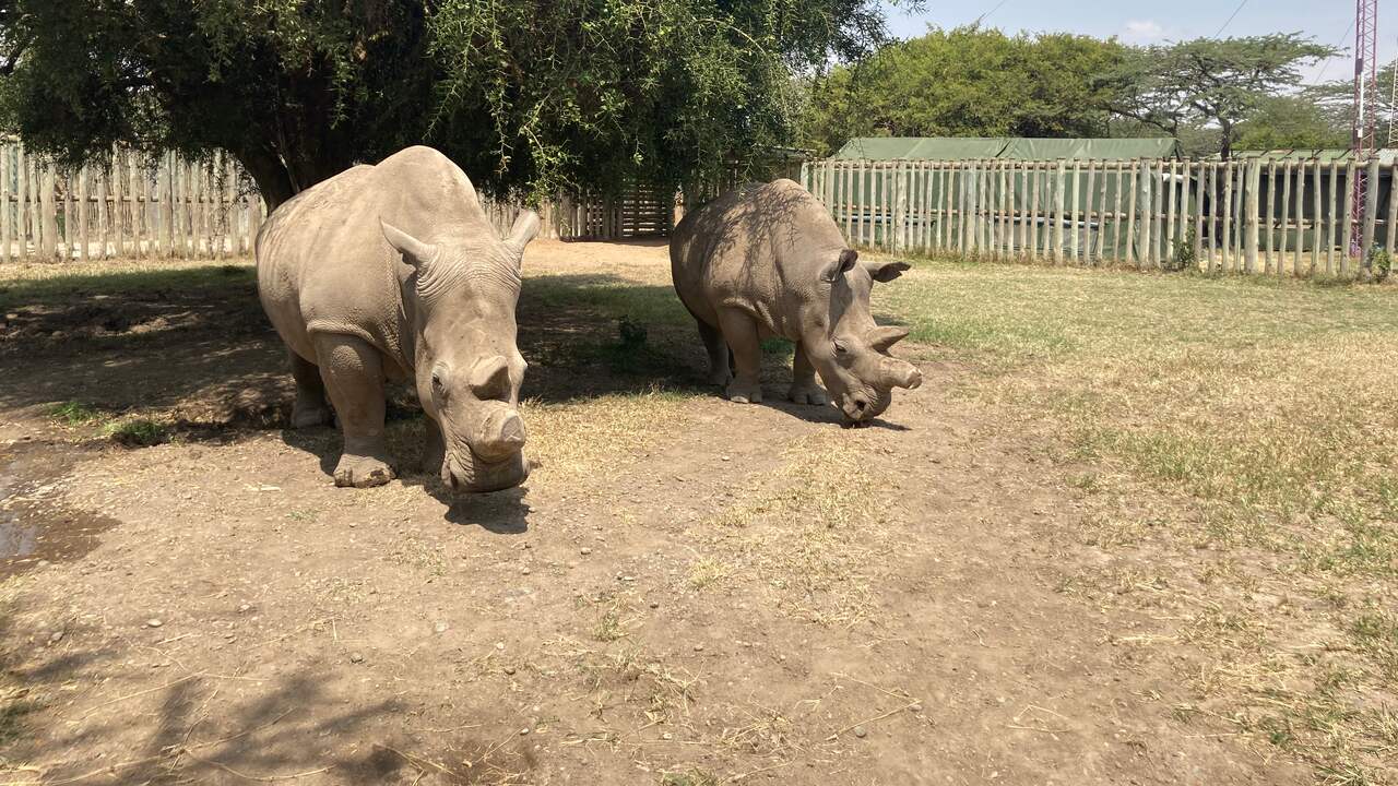 Succesvolle ivf-poging biedt hoop voor met uitsterven bedreigde neushoorn | Dieren | NU.nl