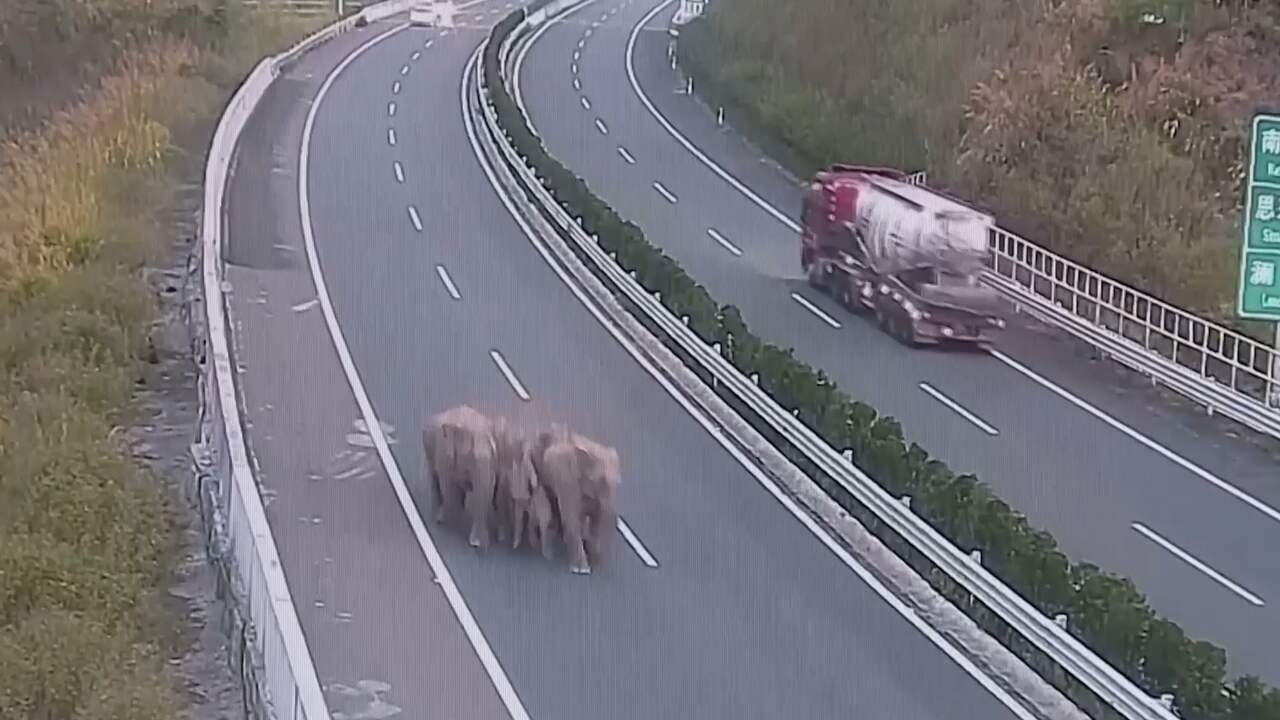 Bewakingscamera filmt kudde olifanten op Chinese snelweg | NU.nl