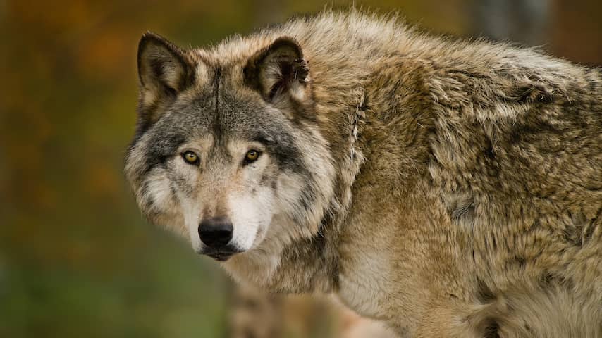 Gelderland trekt toestemming in voor afschieten probleemwolf Hoge ...