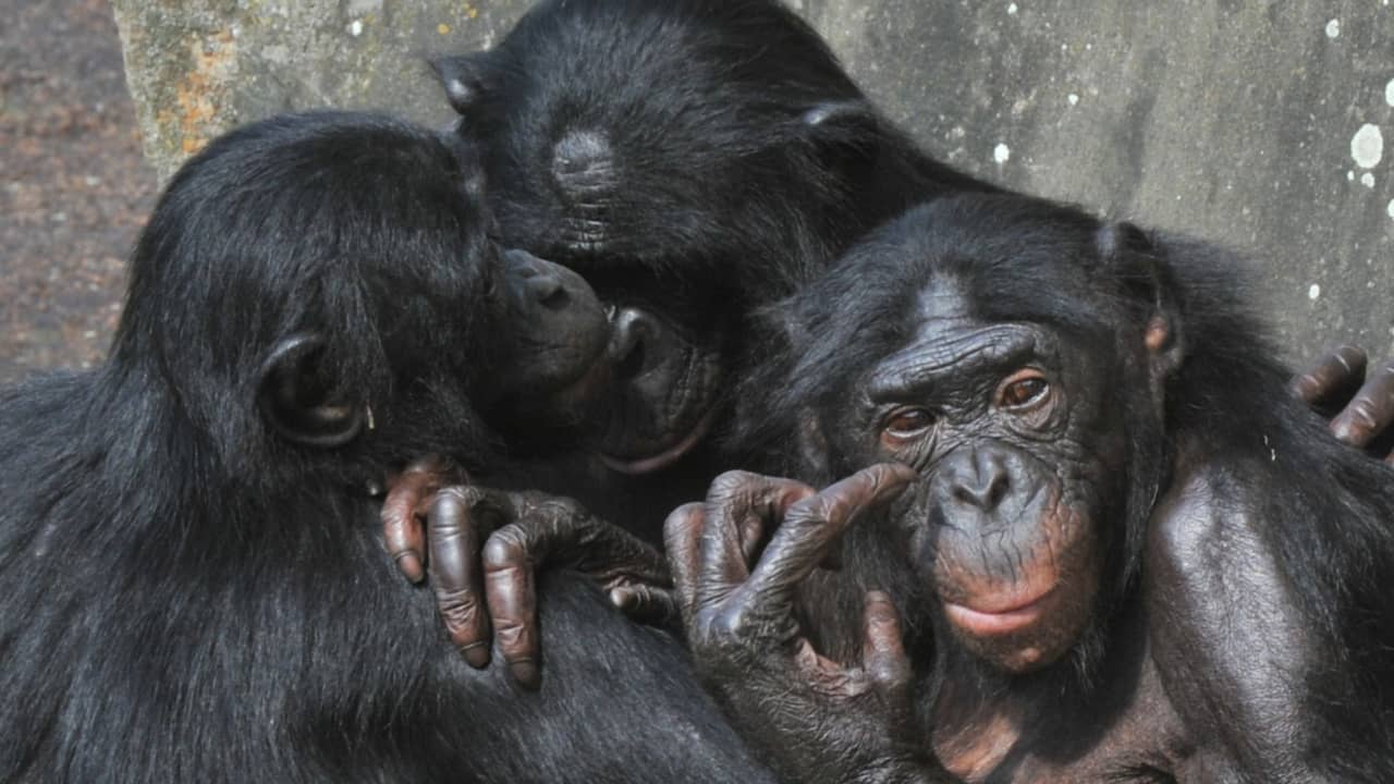 Bonobo's en chimpansees spreken dezelfde taal | Dieren | NU.nl