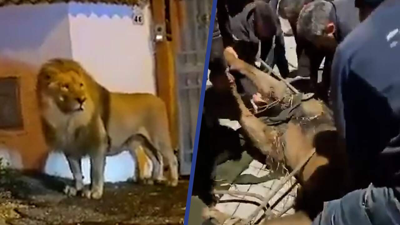 In Italië uit circus ontsnapte leeuw na uren durende zoektocht gevangen | Dieren | NU.nl