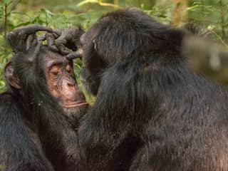 Ook volwassen chimpansees spelen: 'Vergroot de kans op succes bij jagen' | Dieren | NU.nl
