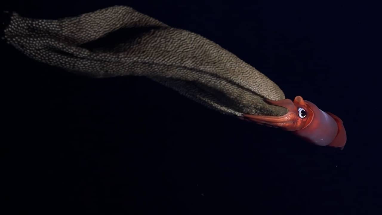 Duiker deelt zeldzame glimp van inktvis met duizenden eieren | NU.nl