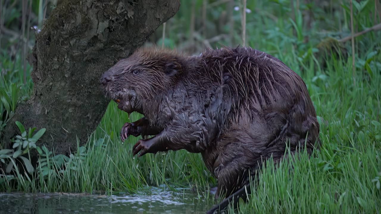 Het gaat zó goed met de bever dat het dier oprukt in de stad | Dieren ...