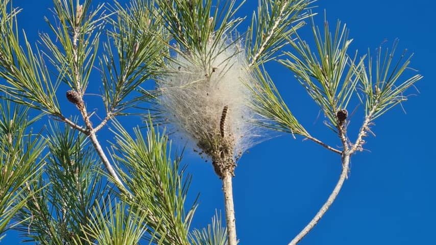Dennenprocessierups voor het eerst in Nederland, gaat ook voor overlast zorgen | Dieren | NU.nl